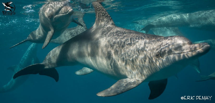 images de dauphins