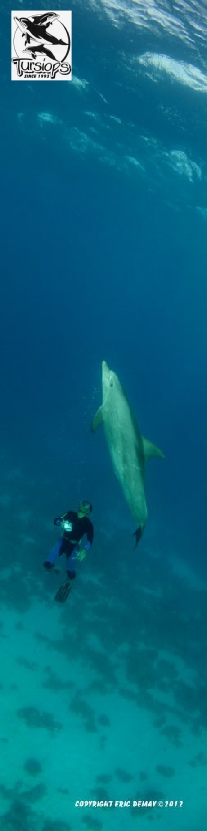 eric demay and the dolphins